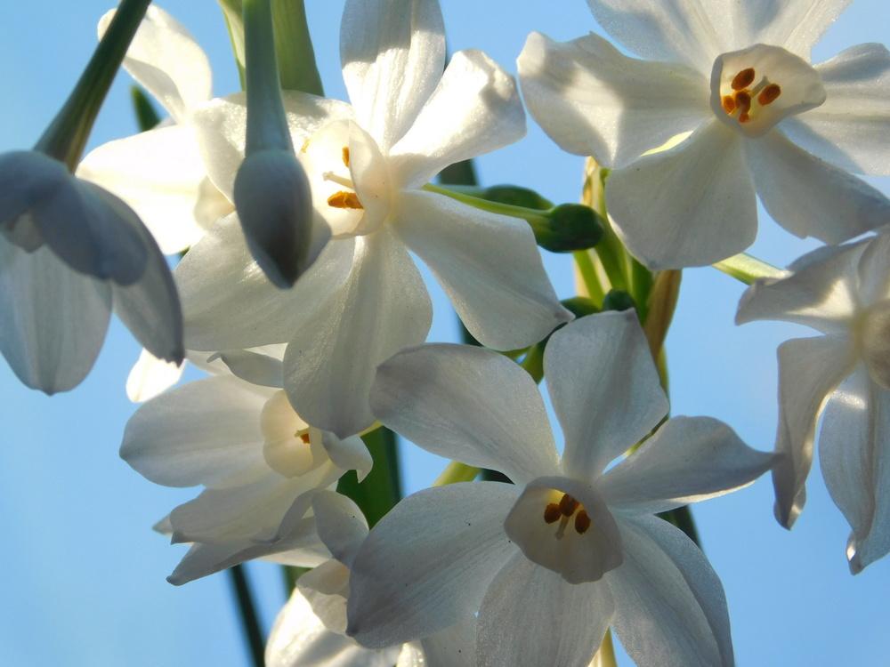 Paperwhite (Narcissus papyraceus) in the Daffodils Database - Garden.org