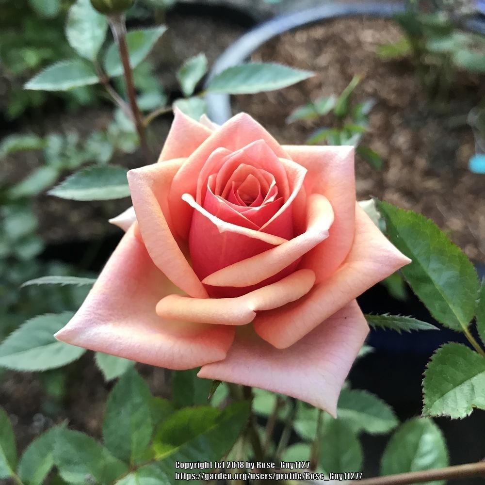 Rose (Rosa 'Pumpkin Pie') in the Roses Database - Garden.org