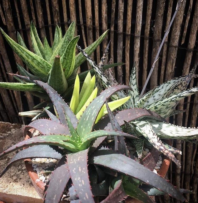 Aloe 'Sparkling Burgundy' in the Aloes Database - Garden.org