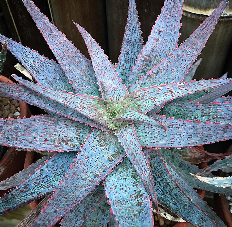 Aloe 'Raspberry Ruffles' in the Aloes Database - Garden.org