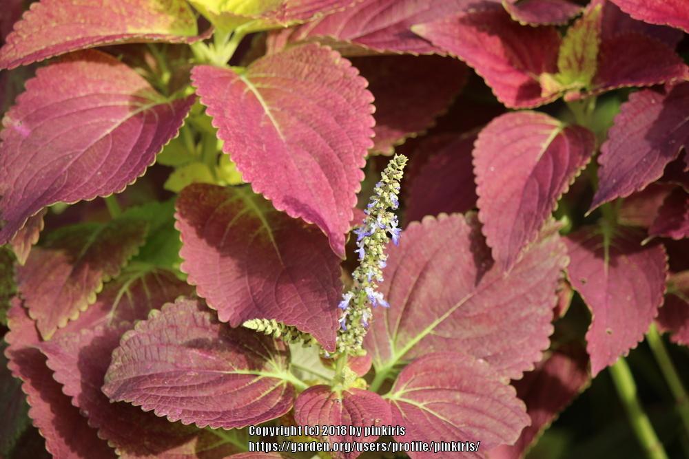 Coleus (Coleus scutellarioides 'Alabama Sunset') in the Coleus Database ...
