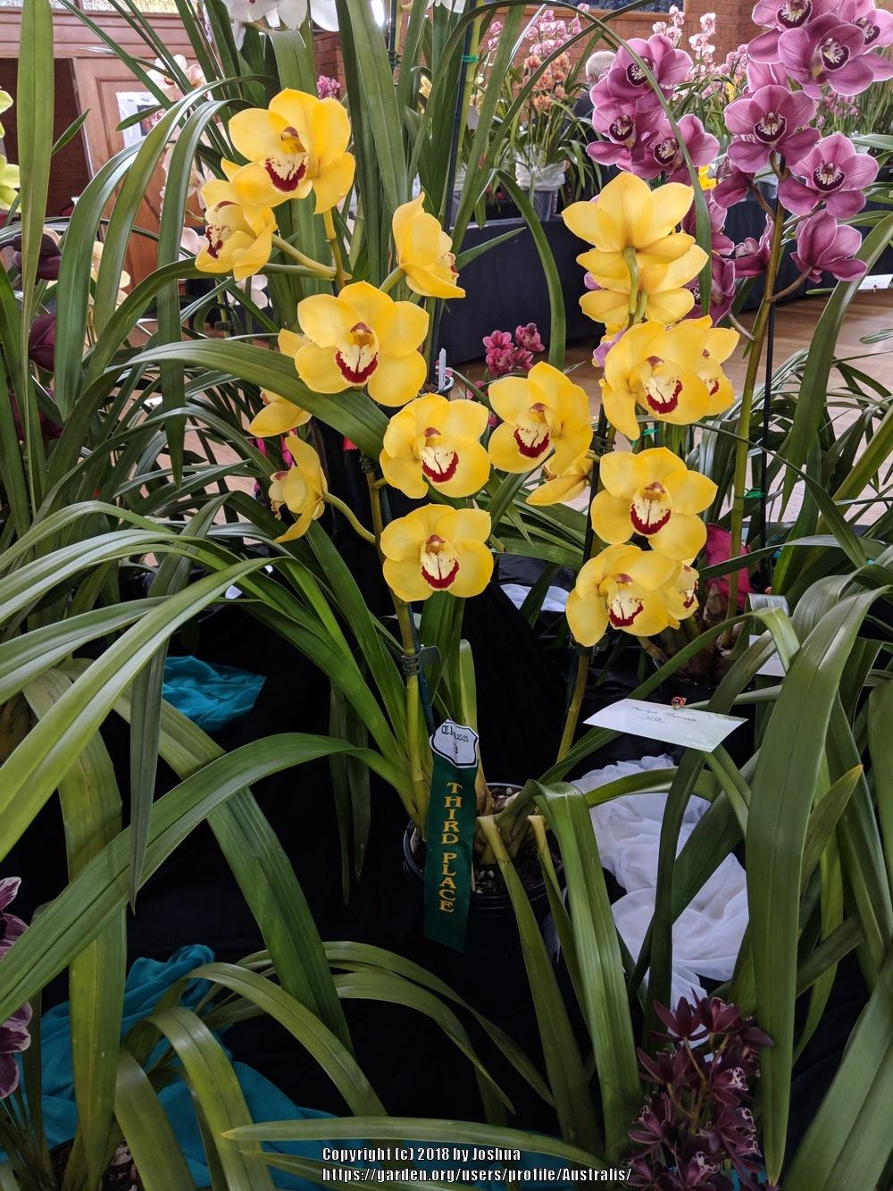 Photo of the entire plant of Orchid (Cymbidium Marilyn Thomas 'WB ...