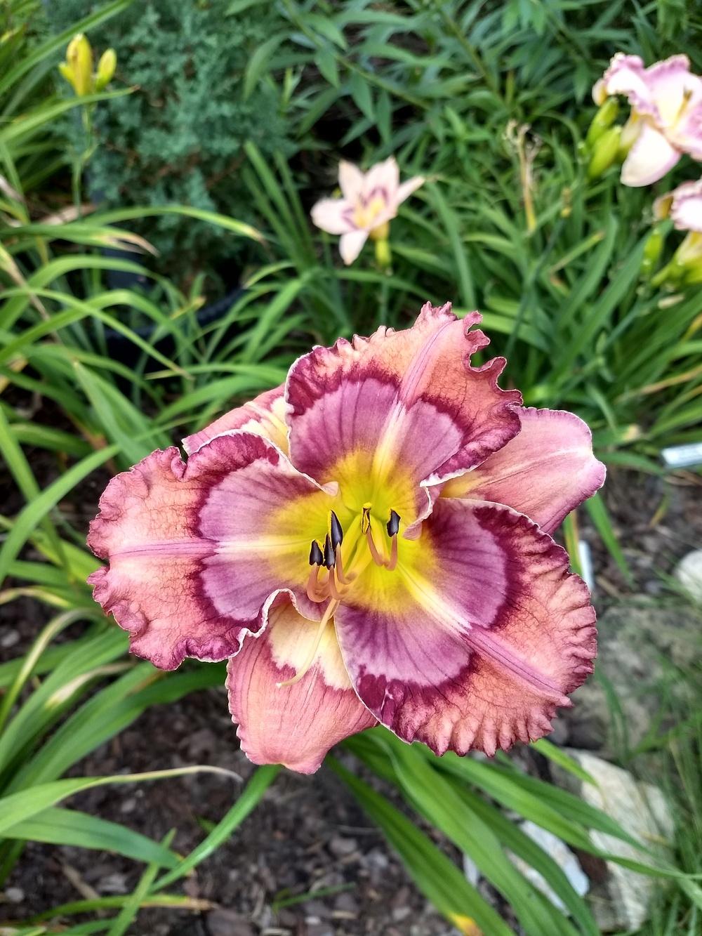 Daylily (Hemerocallis 'Cosmic Kaleidoscope') in the Daylilies Database - Garden.org