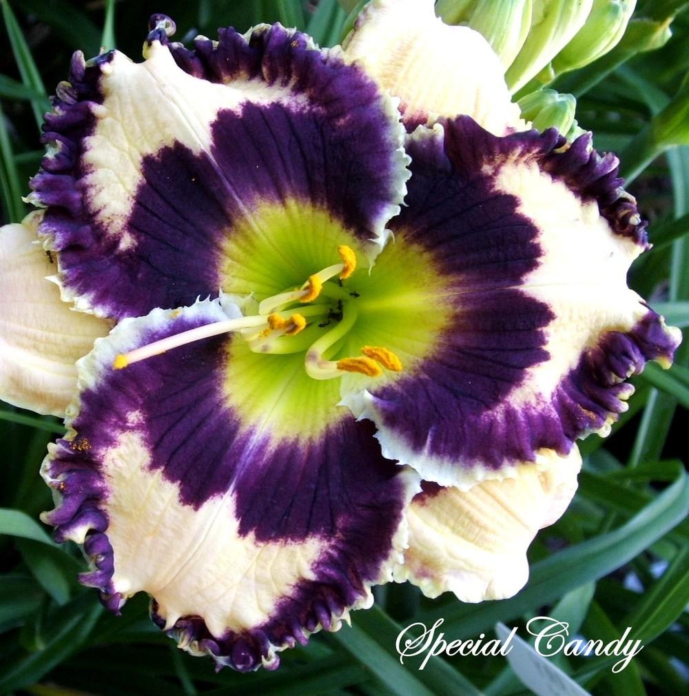 Daylily of the Day: Sherry Candy in the Plants of the Day forum ...