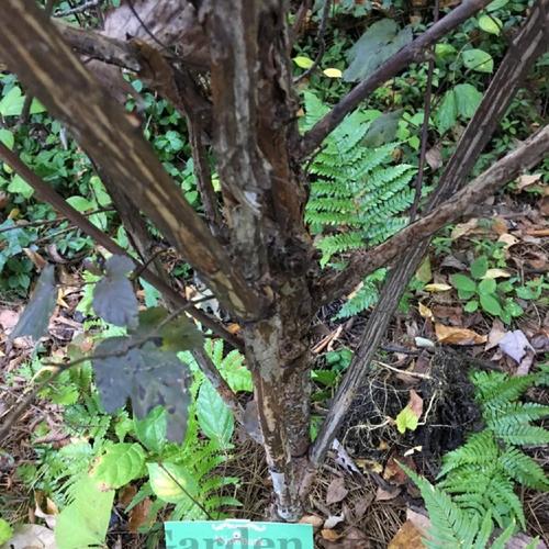 Eastern Ninebark (Physocarpus opulifolius) in the Ninebarks Database ...