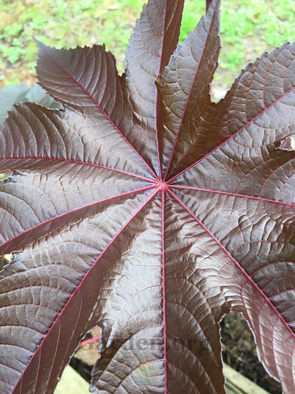 Castor Bean (Ricinus communis 'Red Giant') in the Castor Beans Database ...