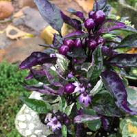 Photo of the leaves of Ornamental Pepper (Capsicum annuum 'Purple Flash ...