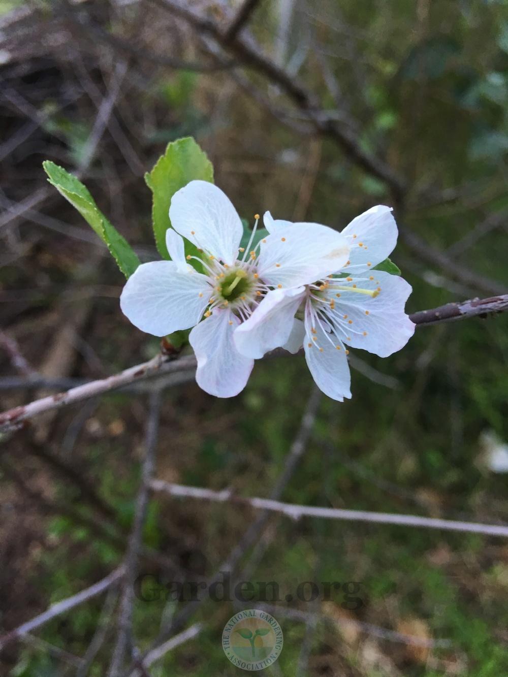 Sour Cherry (Prunus cerasus) - Garden.org