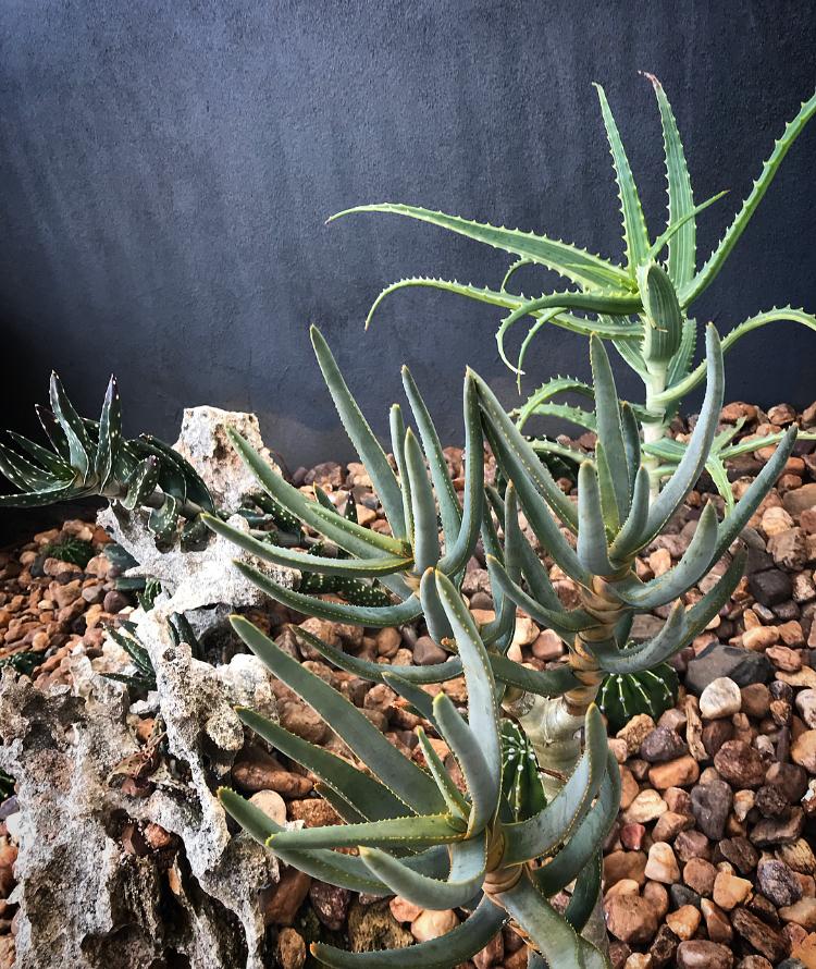 Photo of the seedling or young plant of Maiden's Quiver Tree ...