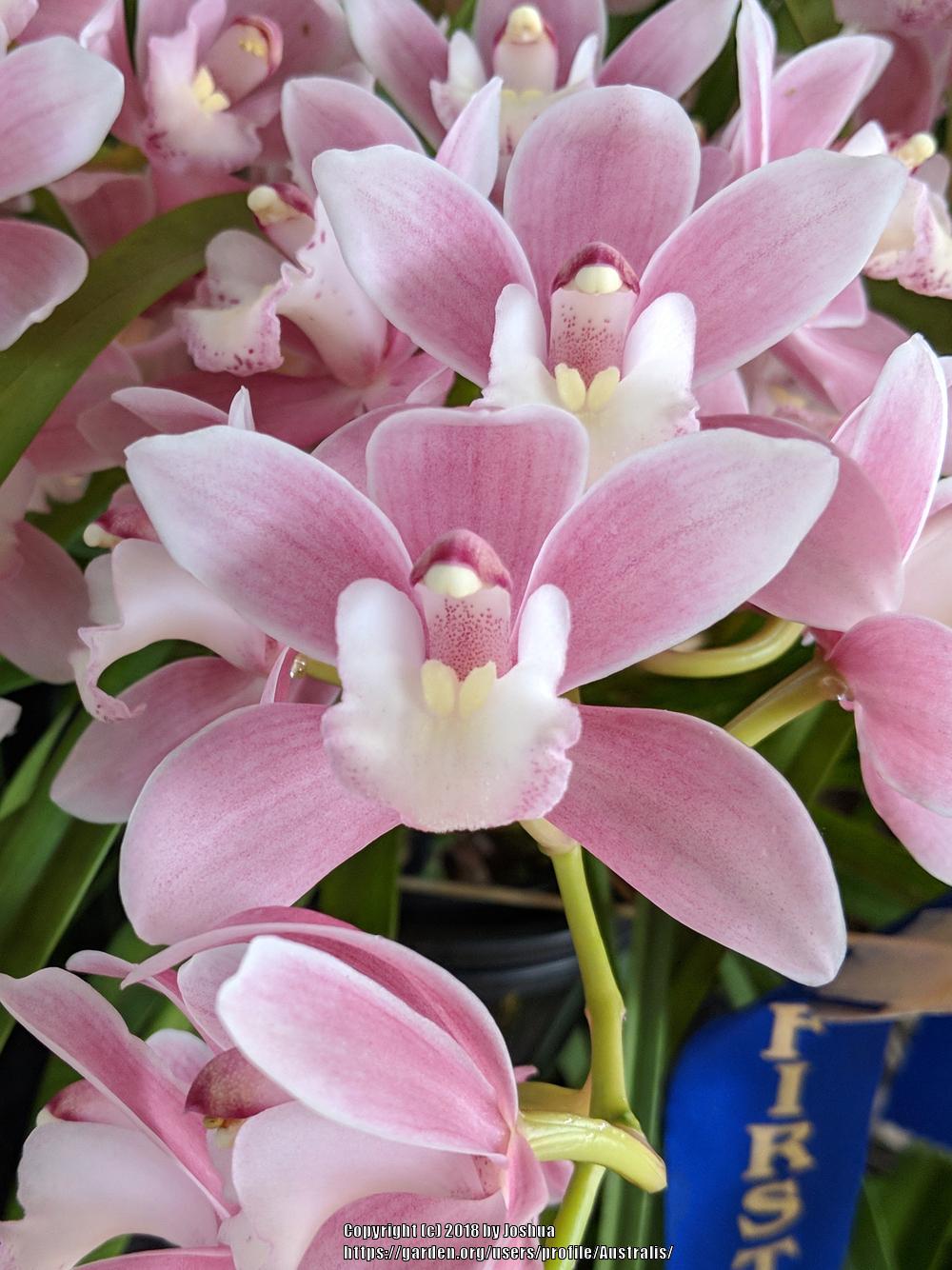 Orchid (Cymbidium New Century 'Rosie') - Garden.org