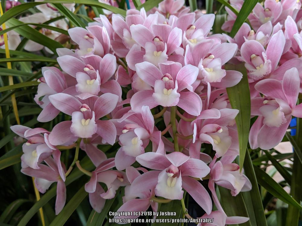 Photo of the bloom of Orchid (Cymbidium New Century 'Rosie') posted by ...