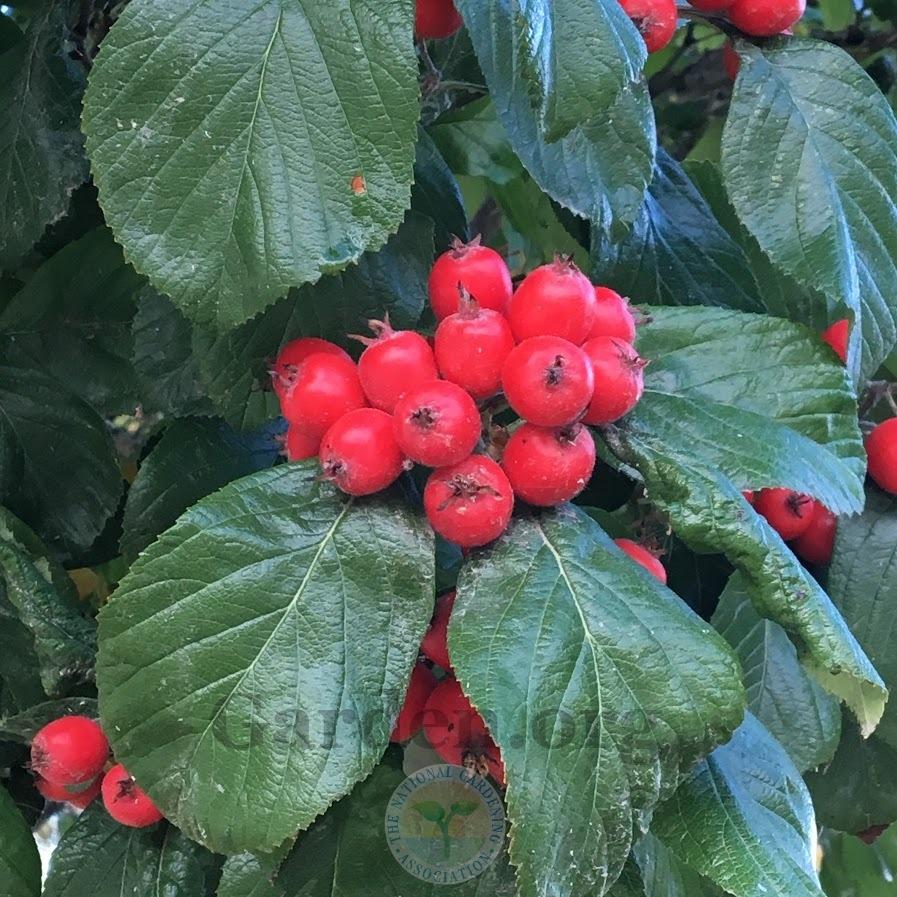 Cockspur Hawthorn (Crataegus crus-galli) - Garden.org