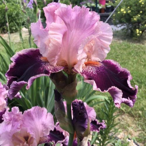 Tall Bearded Iris (Iris 'Over the Edge') in the Irises Database ...