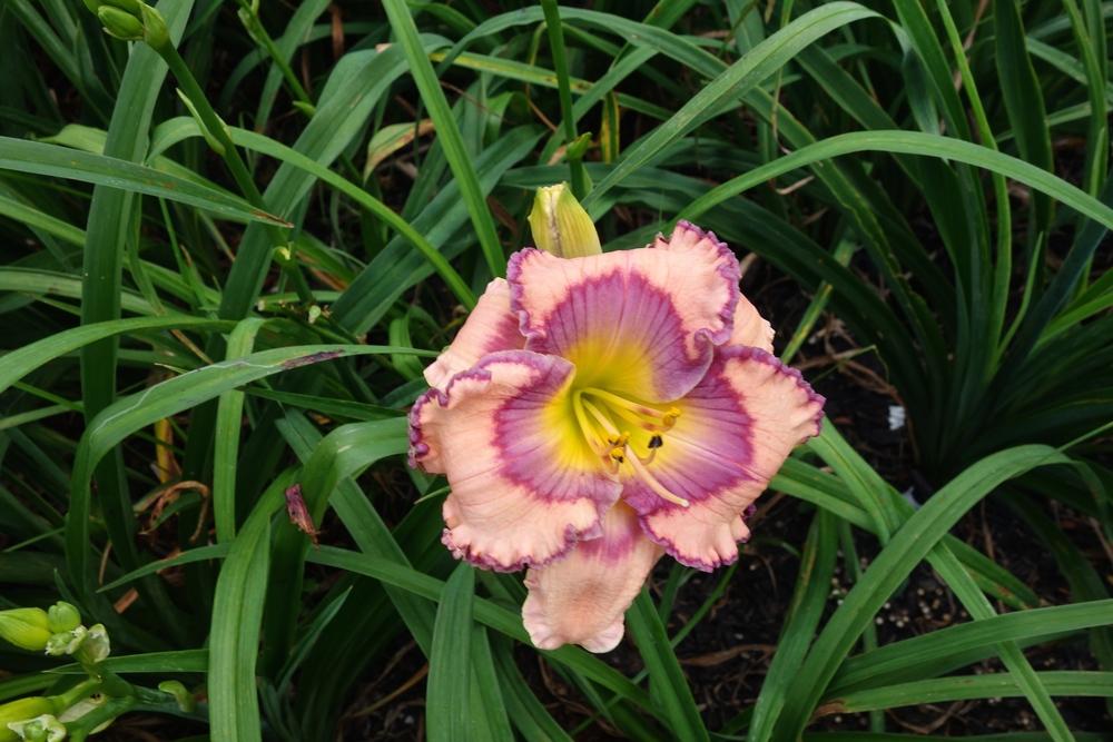 Daylily of the Day: Sherry Candy in the Plants of the Day forum ...
