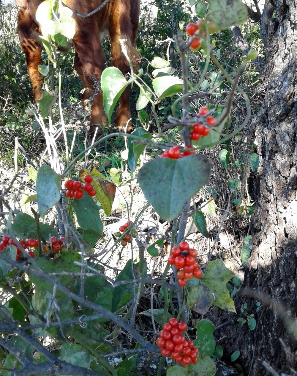 Photo of the fruit of Carolina Moonseed (Cocculus carolinus) posted by ...