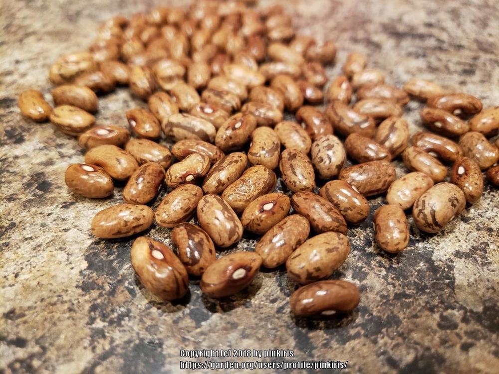 Beans: Plant Care and Collection of Varieties - Garden.org