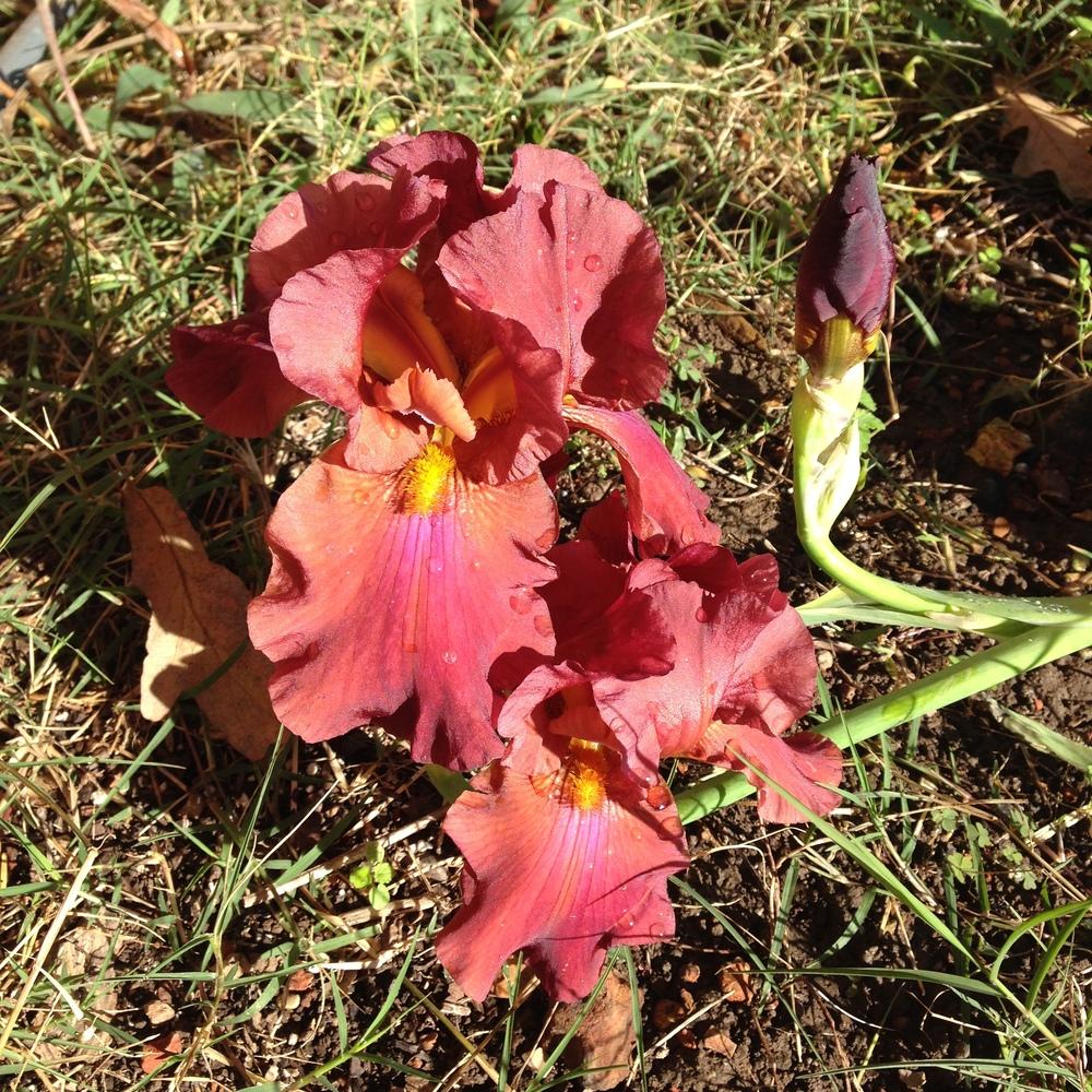 Photo of the bloom of Tall Bearded Iris (Iris 'My Friend Jonathan ...