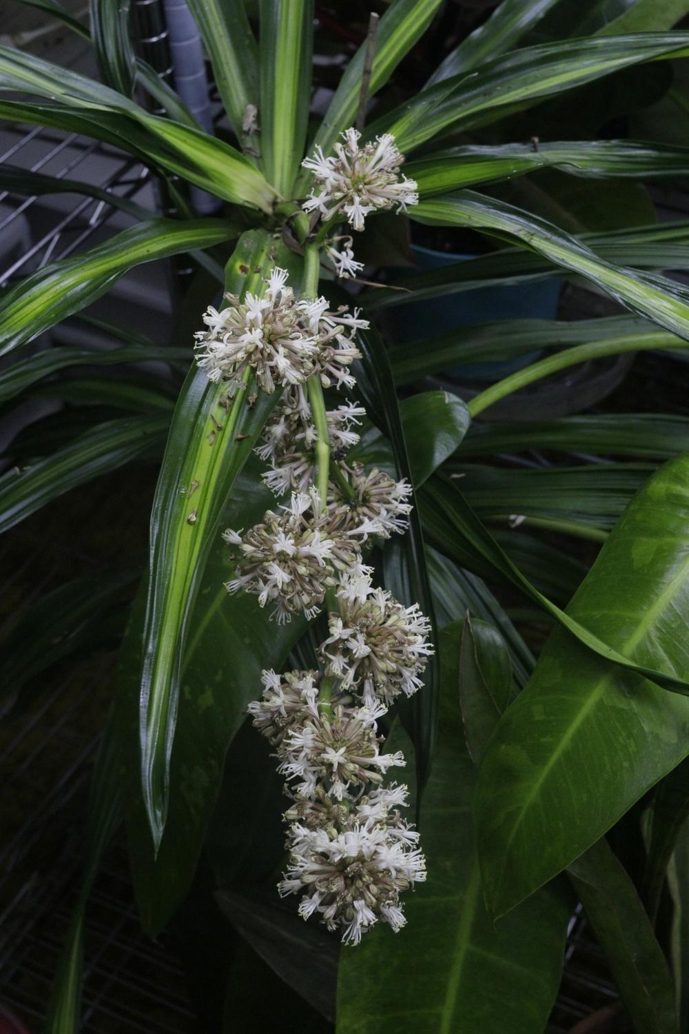 Dracaena reflexa 'Riki' - Garden.org