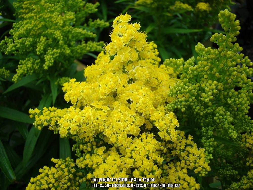 Goldenrod (Solidago Sweety) in the Goldenrods Database - Garden.org