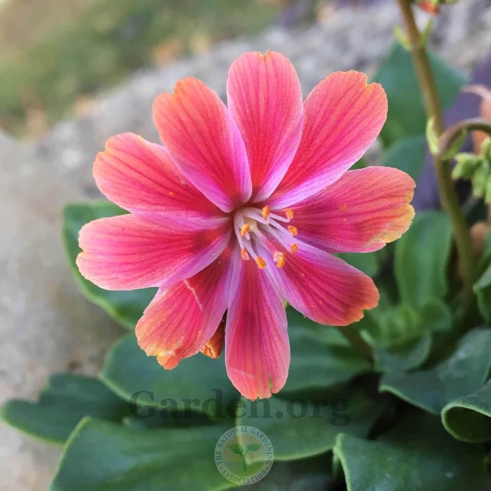 Lewisia (Lewisia cotyledon 'Elise') - Garden.org