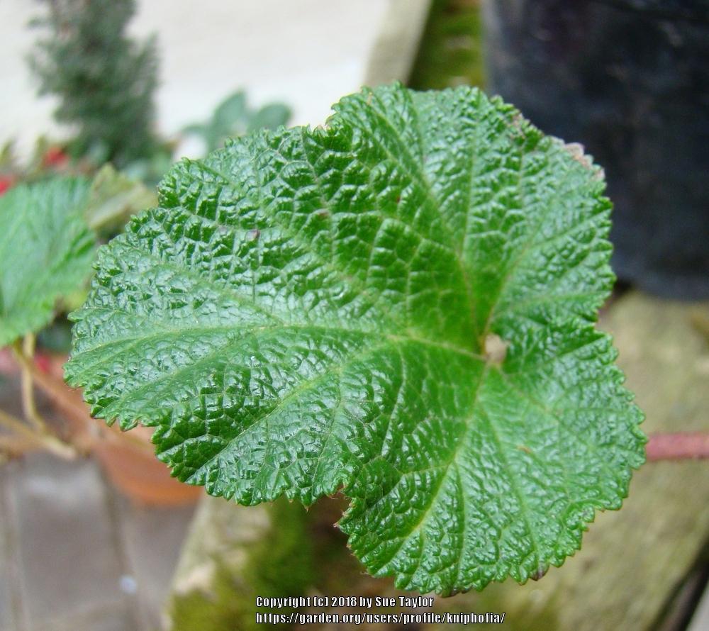 Groundcover Creeper (Rubus 'Betty Ashburner') in the Rubus Database ...