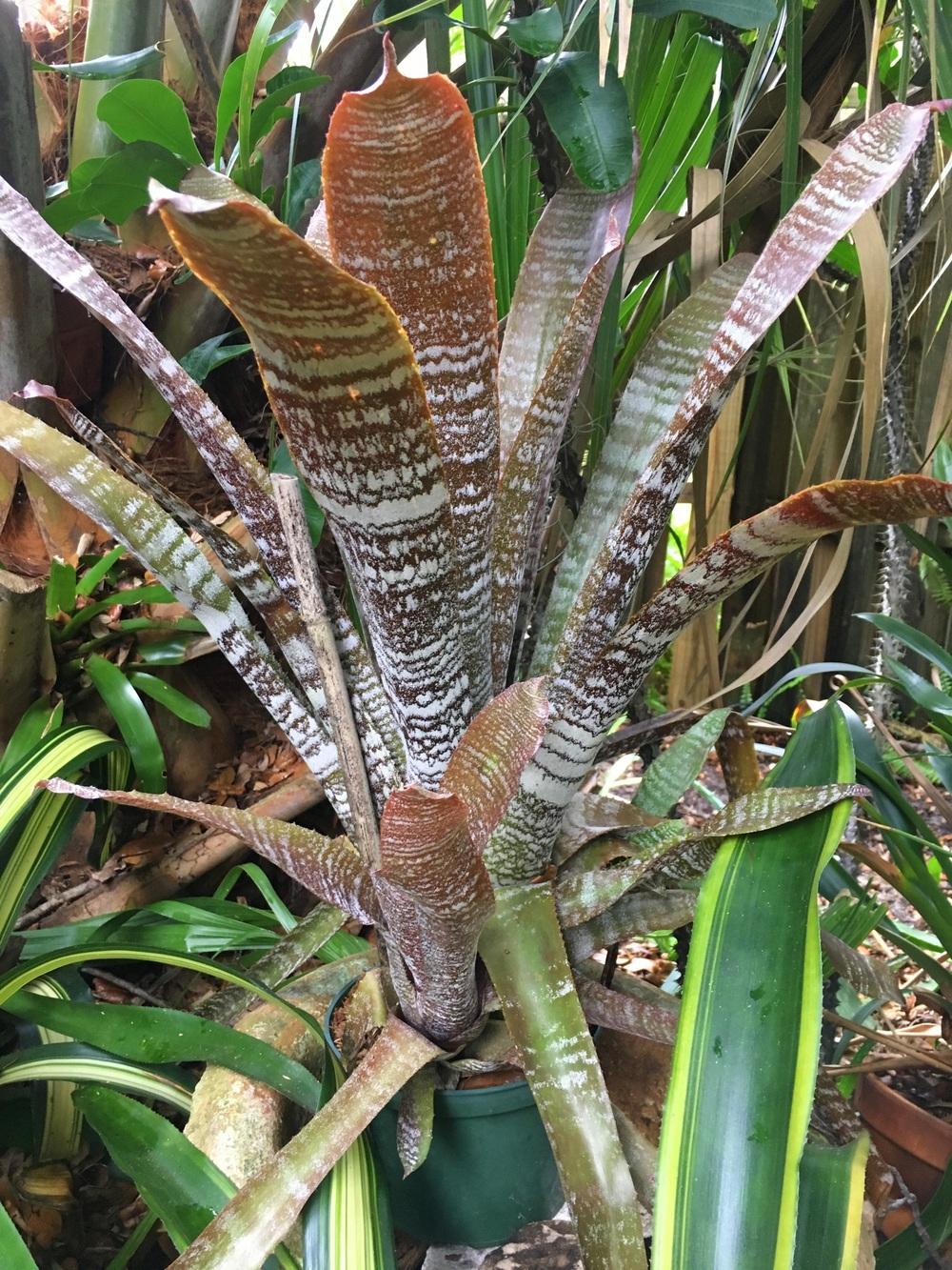 Hohenbergia 'Fudge Ripple' - Garden.org