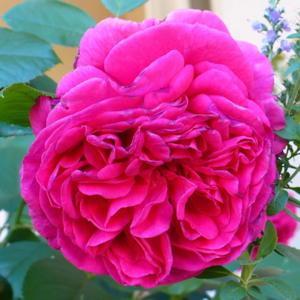 Rose (Rosa 'Wenlock') in the Roses Database - Garden.org