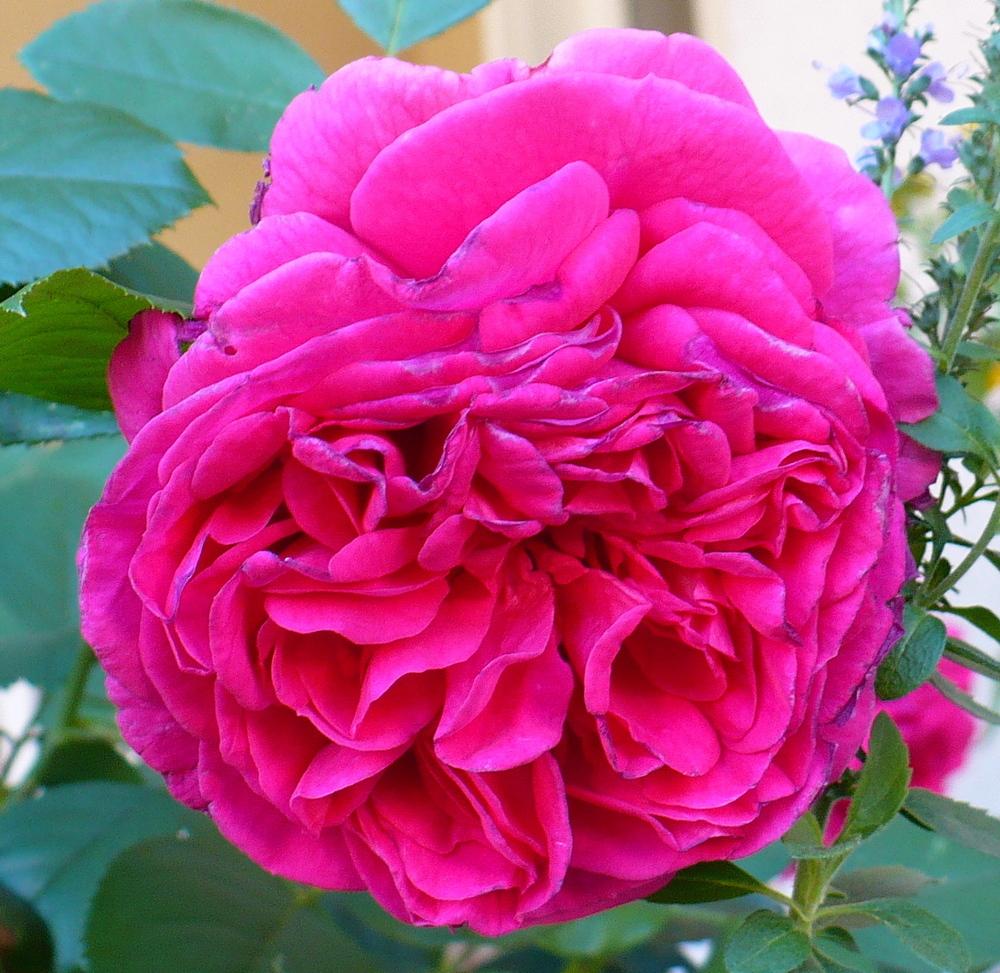 Rose (Rosa 'Wenlock') in the Roses Database - Garden.org