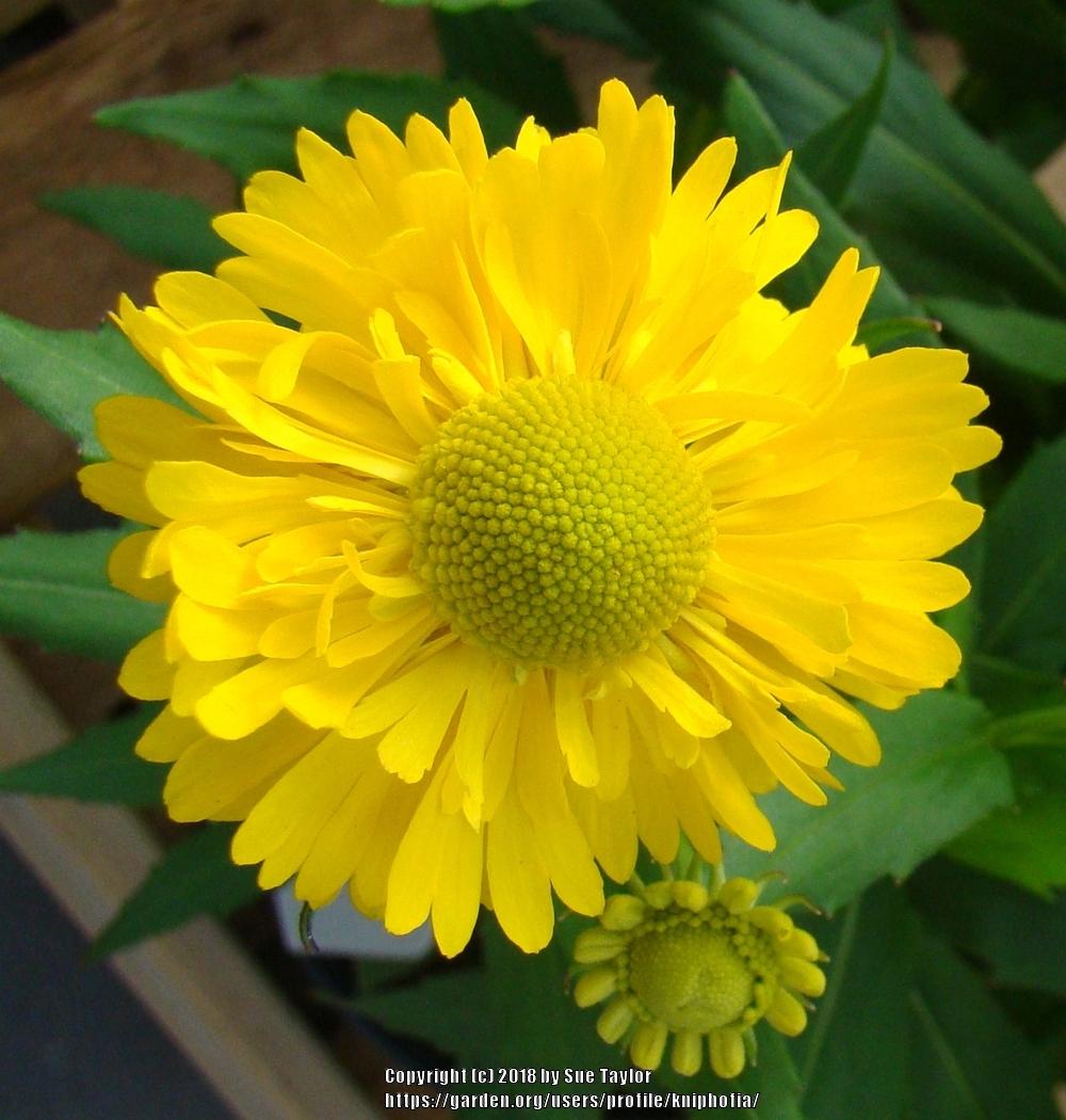 Photo of the bloom of Sneezeweed (Helenium 'Double Trouble') posted by ...
