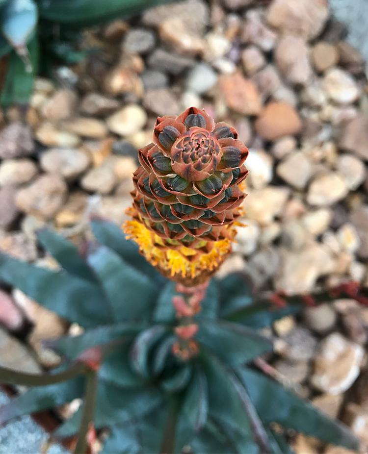 Aloe (Aloe conifera) in the Aloes Database - Garden.org