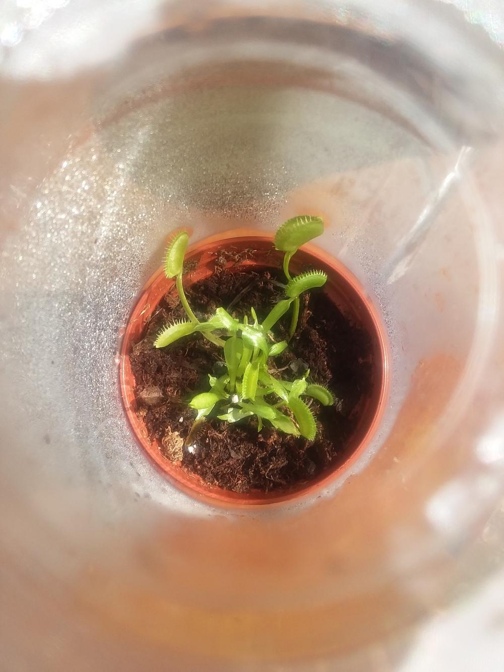 How to care for my baby Venus Flytrap(s)? in the Ask a Question forum ...