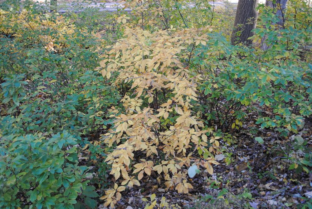 Mountain Pepperbush (Clethra acuminata) - Garden.org