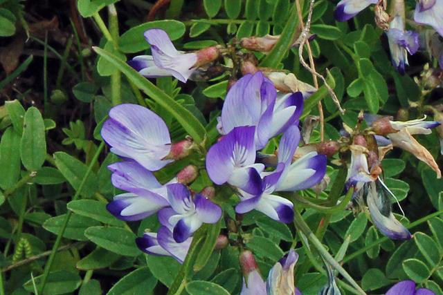 Alpine milkvetch (Astragalus alpinus) in the Astragaluses Database ...