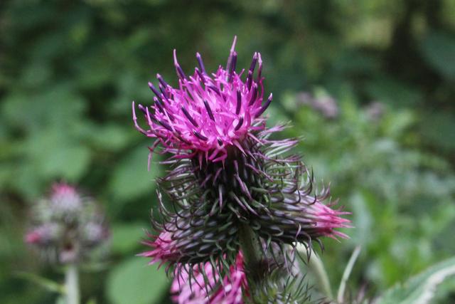 Carduus (Carduus personata) - Garden.org