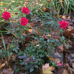 Rose (Rosa 'Gigi') in the Roses Database - Garden.org