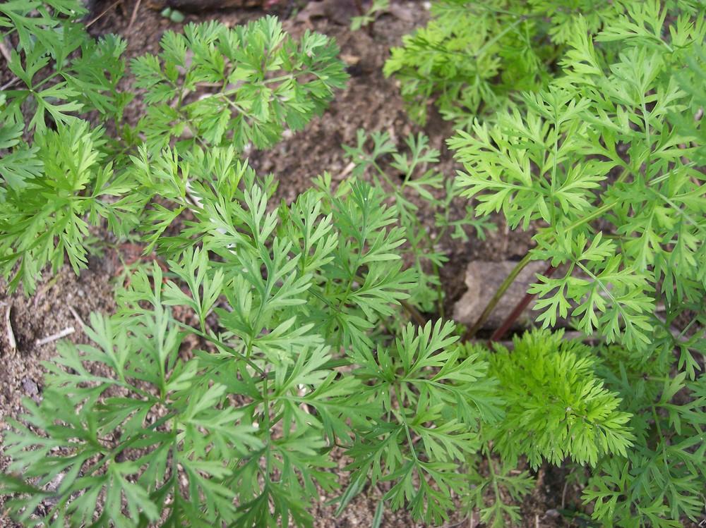 Carrots: Plant Care and Collection of Varieties - Garden.org