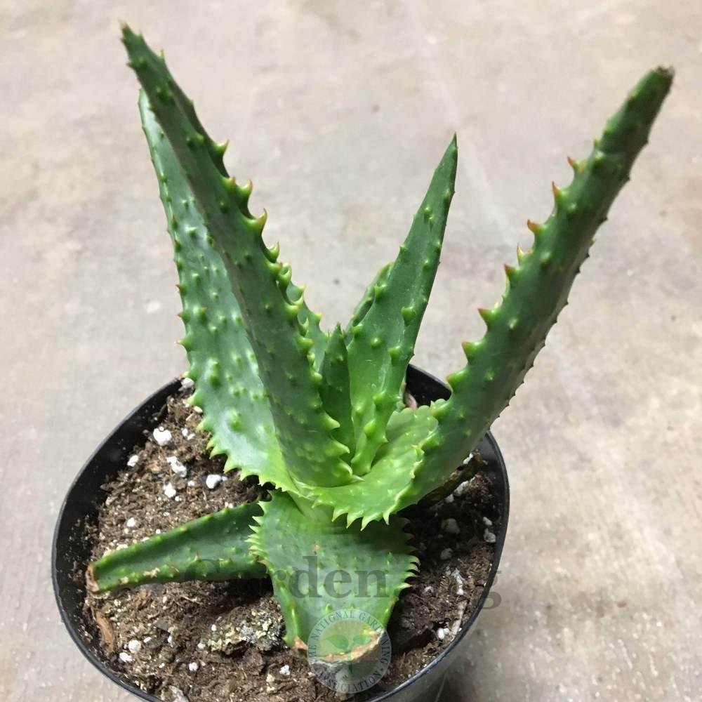 Aloe 'AJR' in the Aloes Database - Garden.org