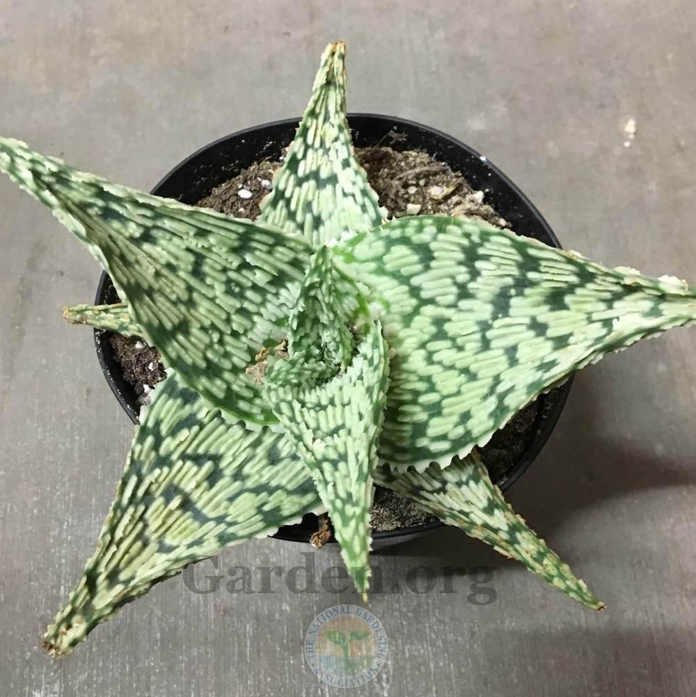 Aloe 'Delta Dawn' in the Aloes Database - Garden.org