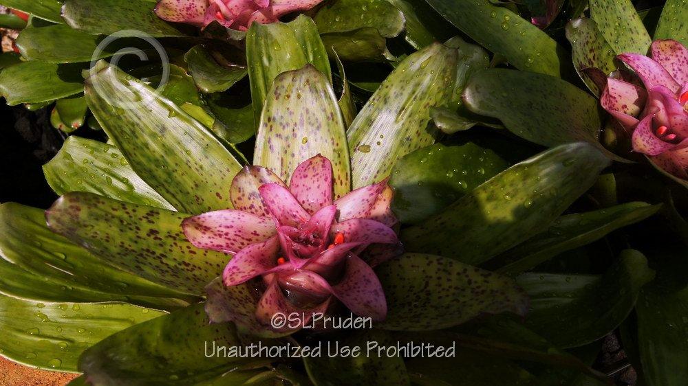 Photo of the entire plant of Bromeliad (Nidularium rutilans) posted by ...