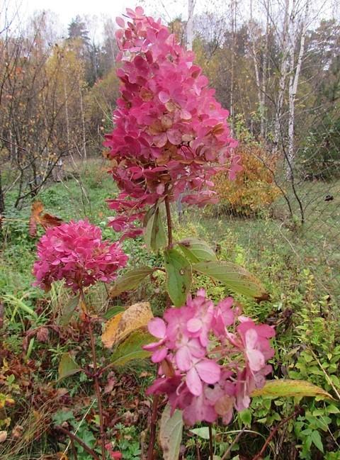 Hydrangeas: Plant Care and Collection of Varieties - Garden.org