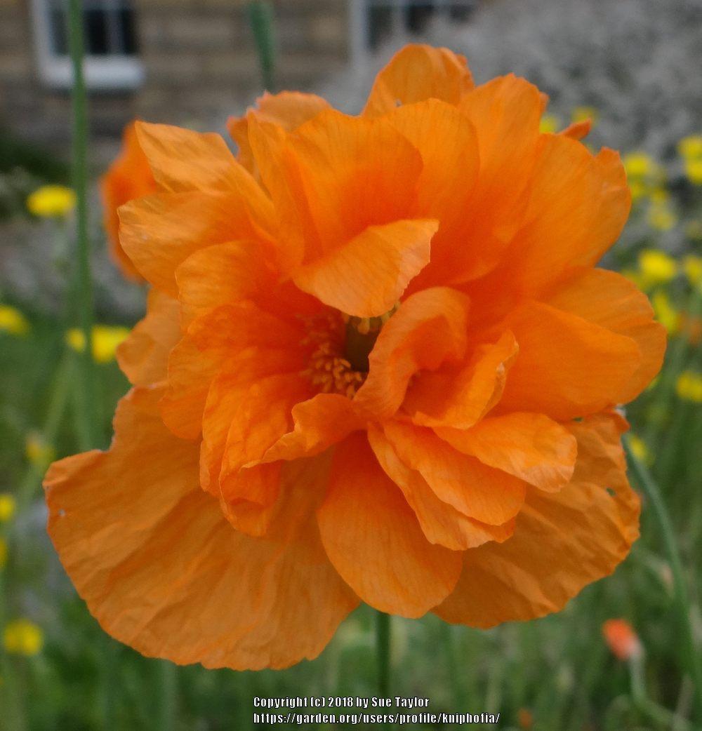 Poppies: Plant Care and Collection of Varieties - Garden.org