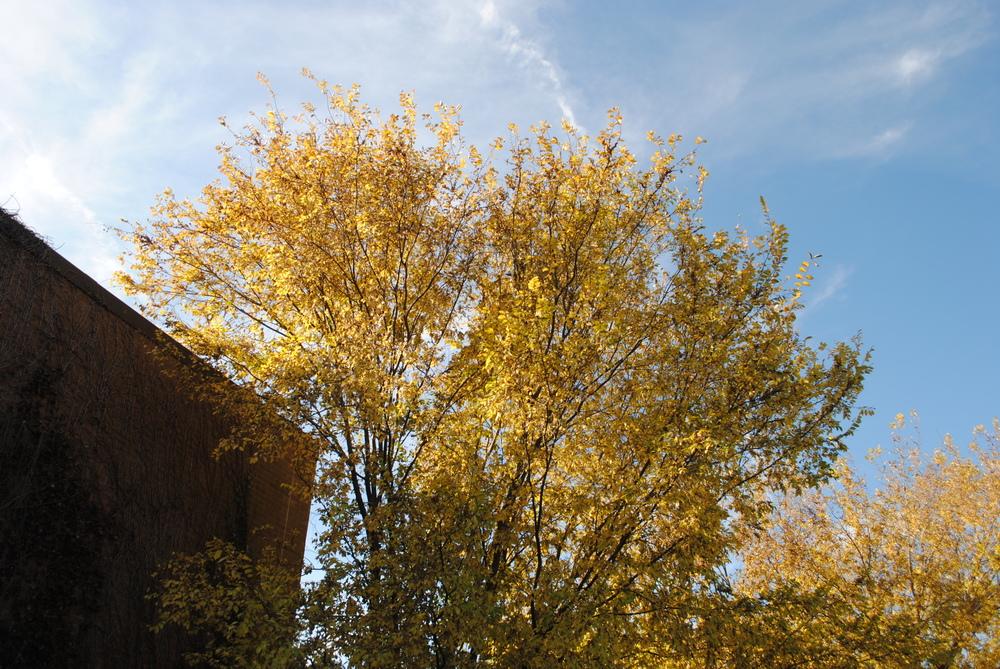 Photo of the fall color of Chinese Elm (Ulmus parvifolia) posted by ...