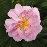 Rose (Rosa 'Renae') in the Roses Database - Garden.org