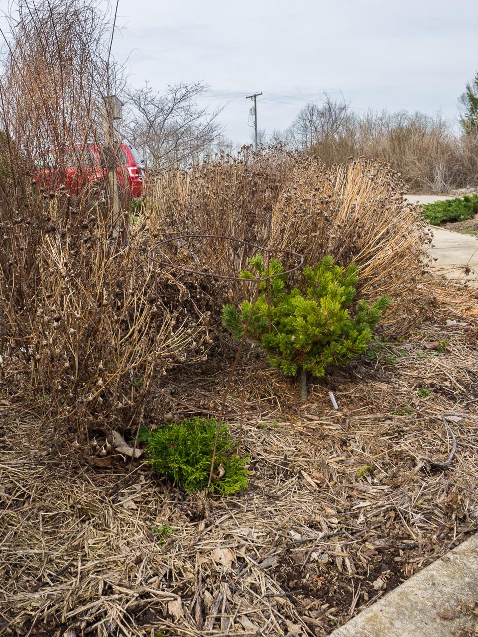 Arborvitaes: Plant Care and Collection of Varieties - Garden.org
