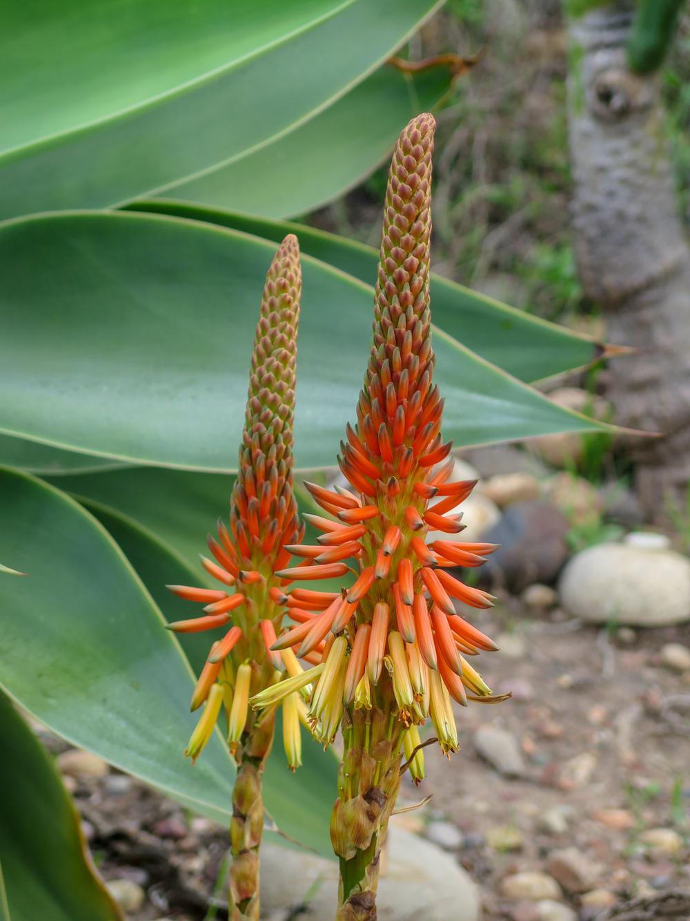 Aloe Microstigma