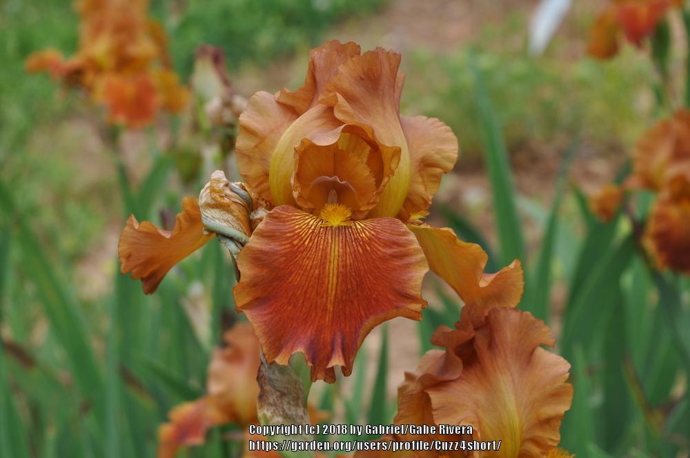 Tall Bearded Iris (Iris 'Carnival Time') in the Irises Database ...