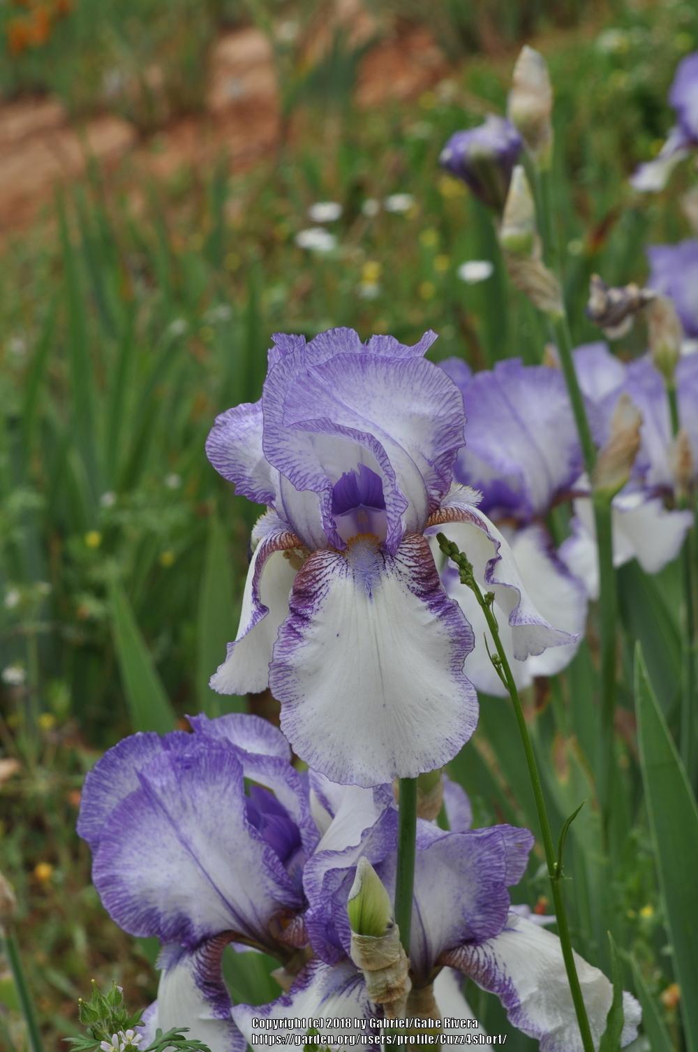 Tall Bearded Iris (Iris 'Dutch Doll') in the Irises Database - Garden.org