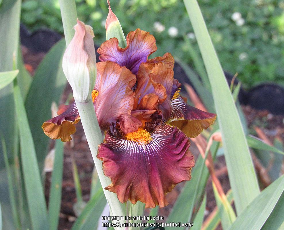 Photo of the bloom of Tall Bearded Iris (Iris 'Bee Hotel') posted by ...