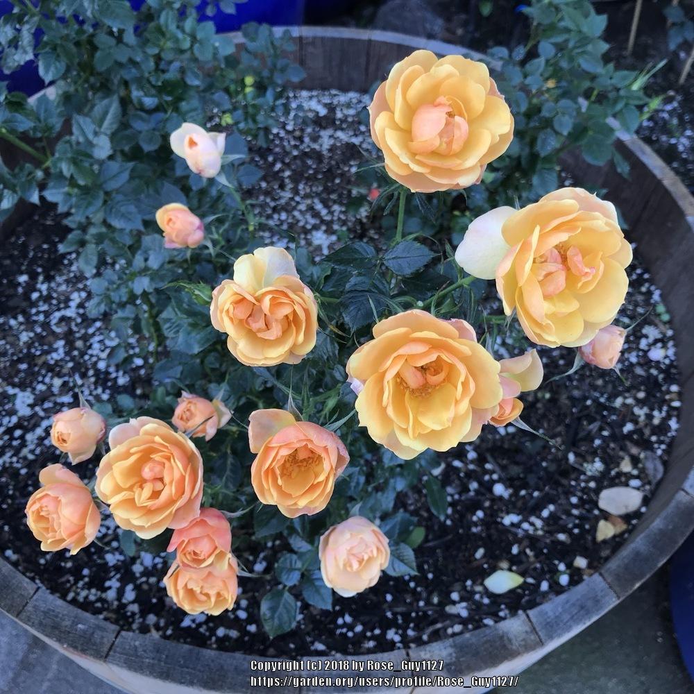 Photo of the entire plant of Rose (Rosa 'Gingerbread Man') posted by ...