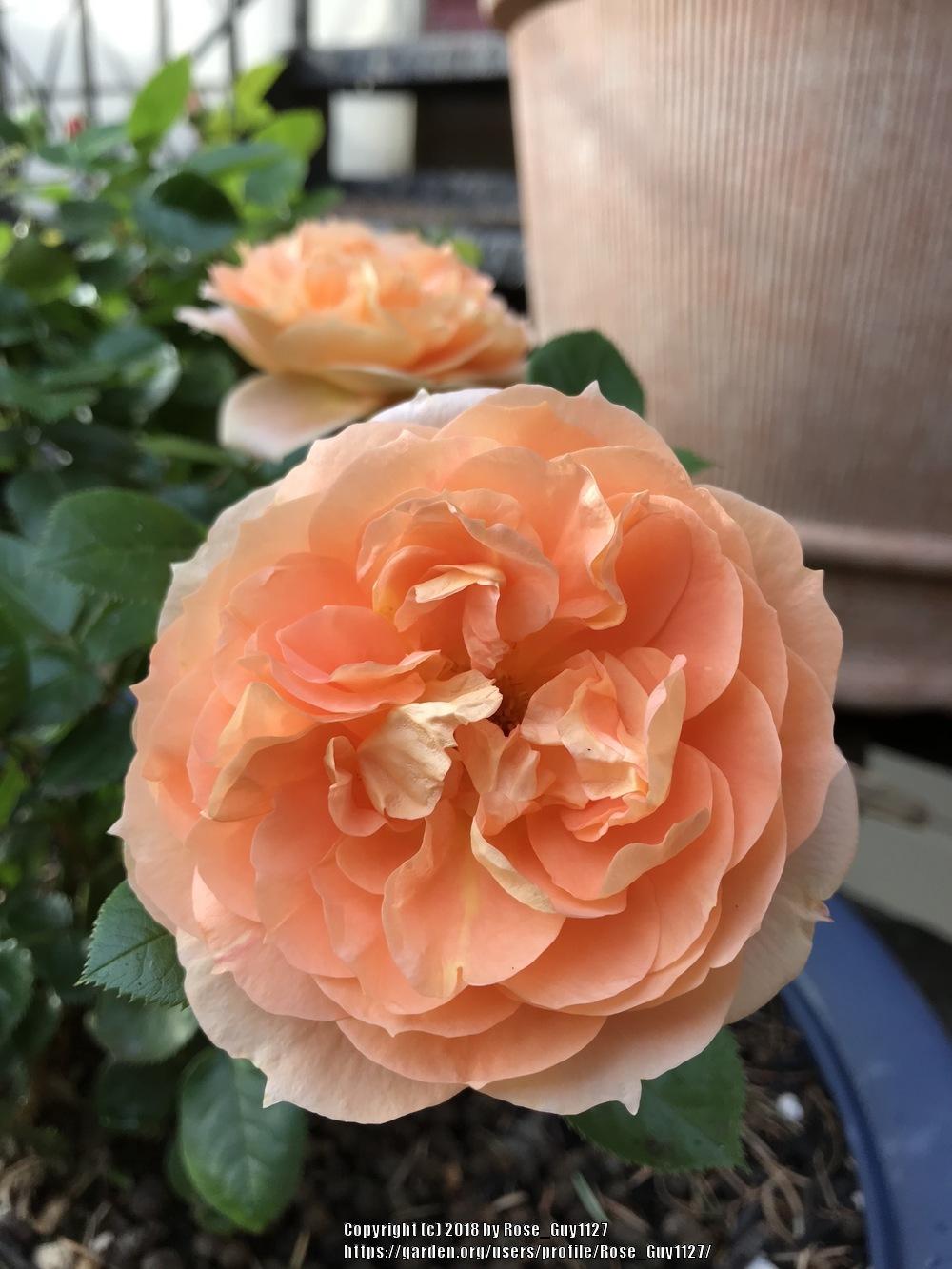 Rose (Rosa 'Schoene vom See') in the Roses Database - Garden.org